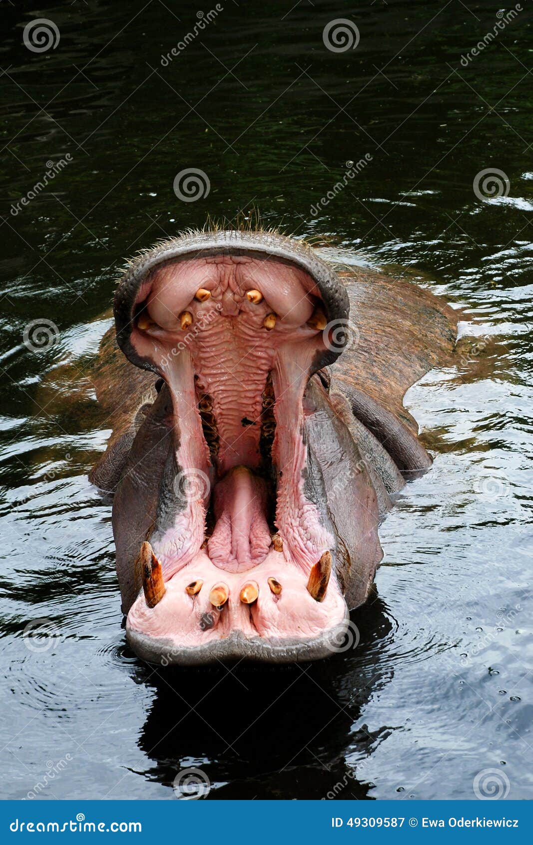 Hippopotamus showing teeth stock image. Image of water - 49309587