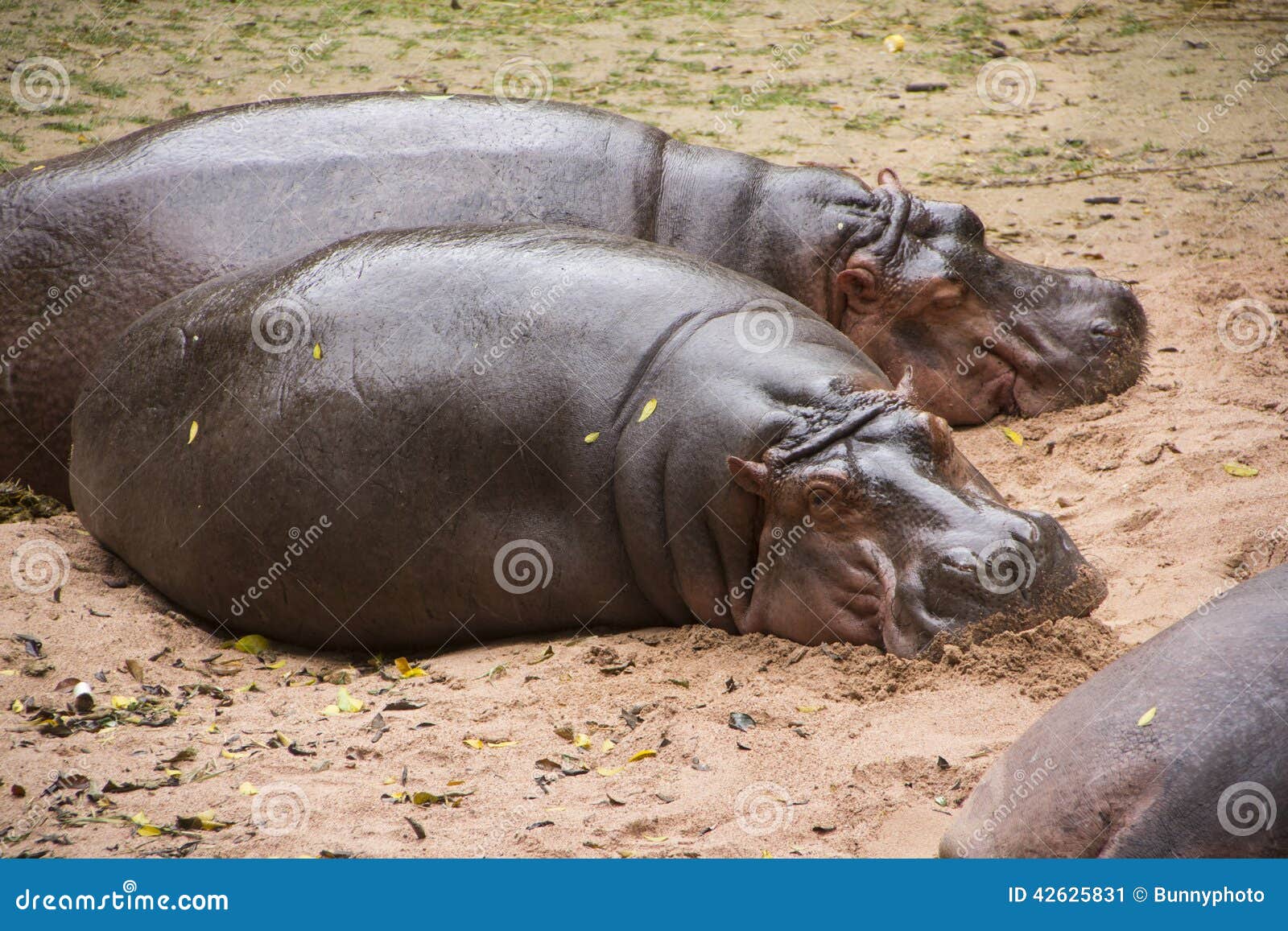 Hippopotamus stock image. Image of large, wild, sleep - 42625831
