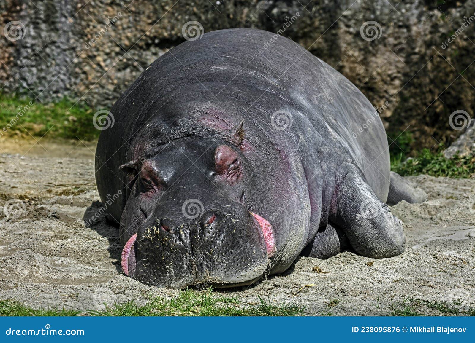 Sleeping hippopotamus 7 stock photo. Image of zoology - 238095876