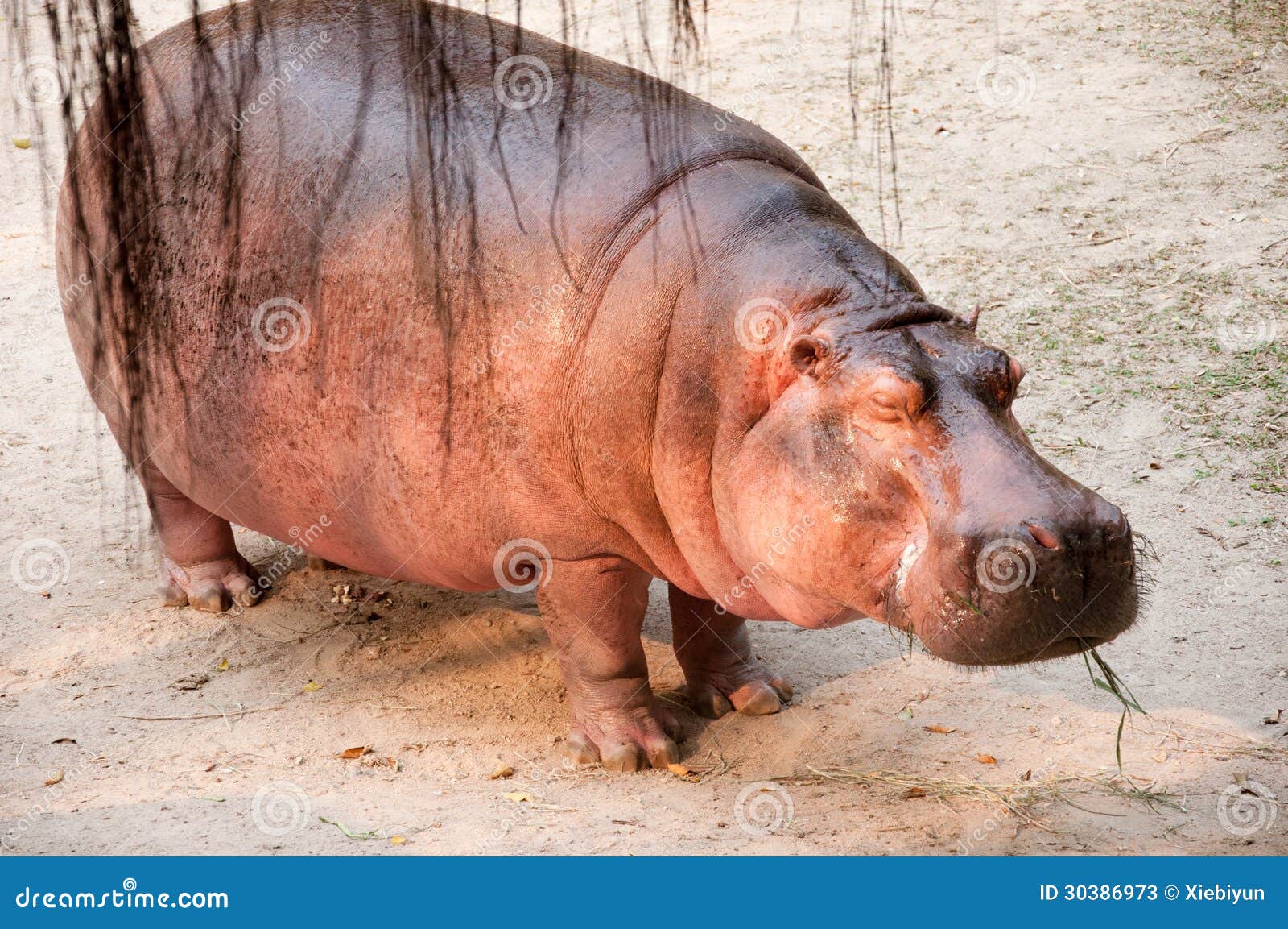 A Hippopotamus Stand Asleep. Stock Image - Image of life, eating: 30386973