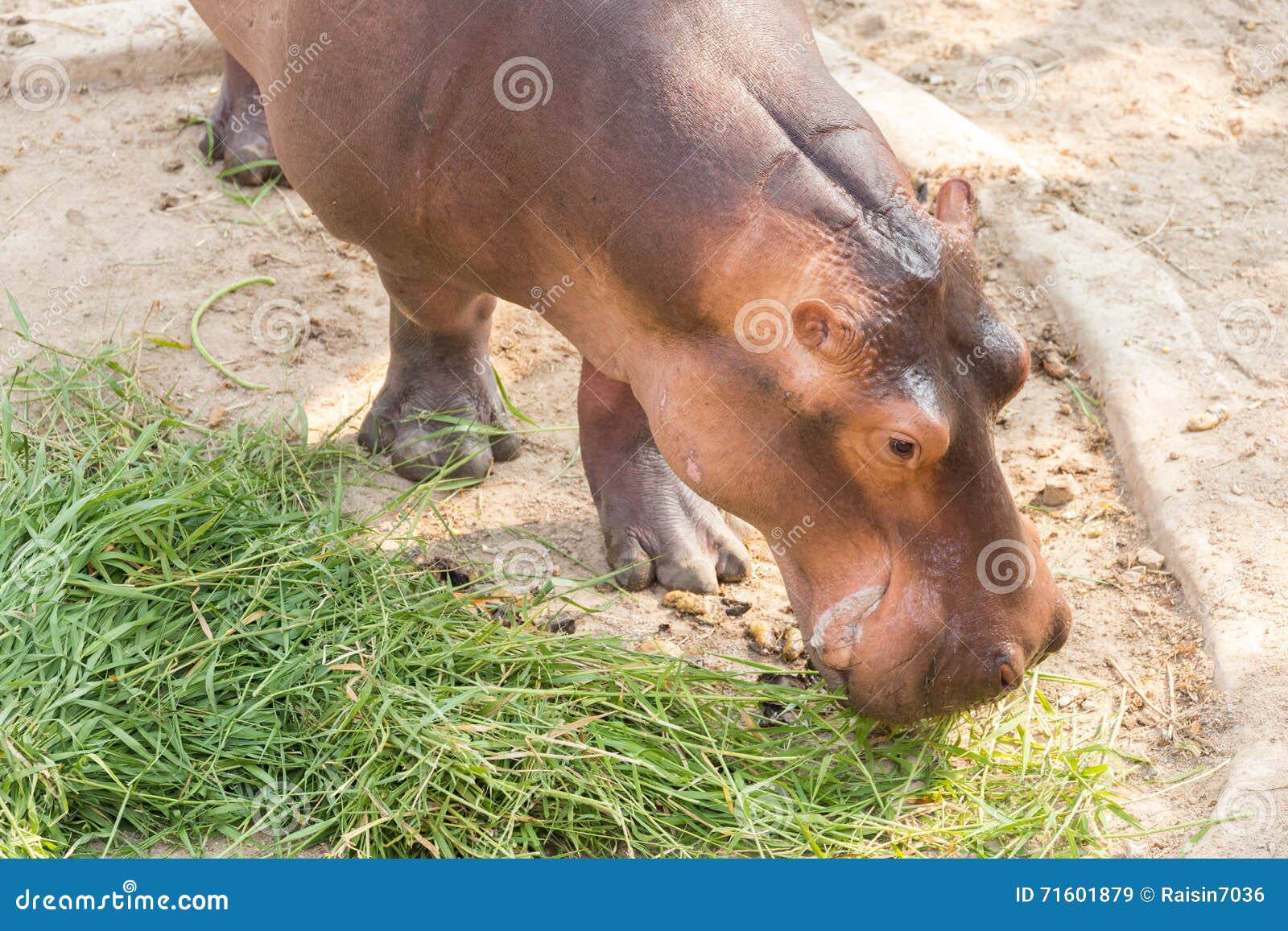 Hippopotamus On Ground. Portrait Of One Sleepy Young Hippopotamus ...