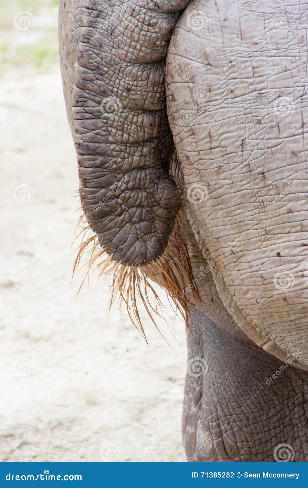 Hippopotamus Tail Stock Photos - Download 107 Royalty Free Photos
