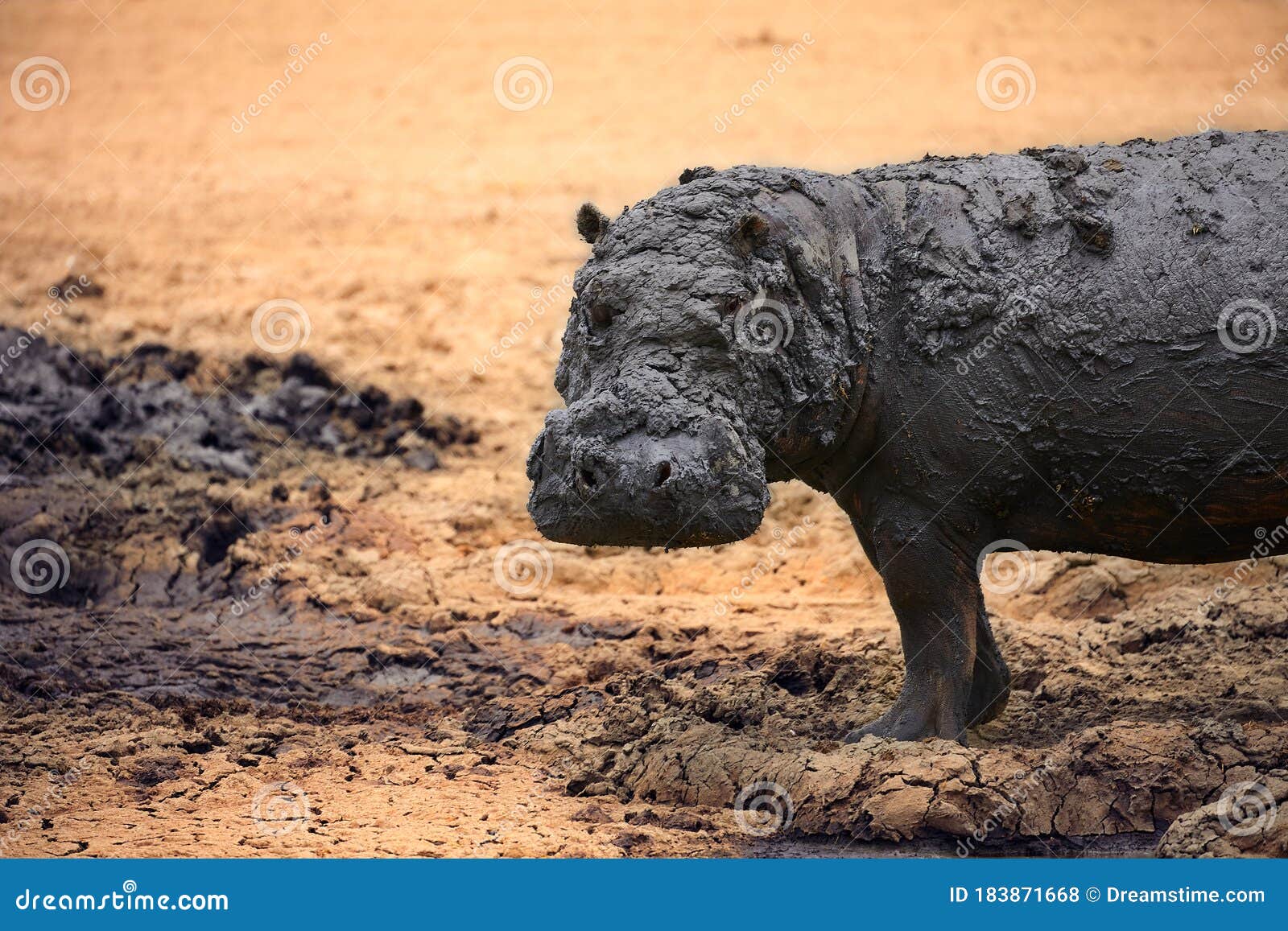 Hippopotamus after Taking a Mud Bath Stock Photo - Image of ...