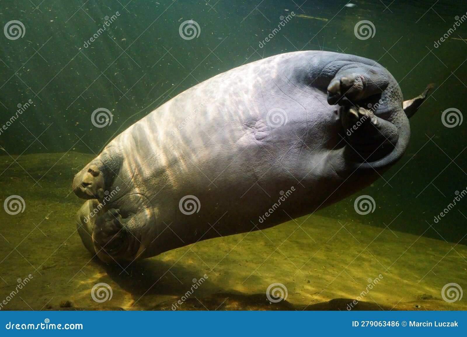 Hippopotamus Underwater Flips Stock Photo - Image of undand, mammal ...