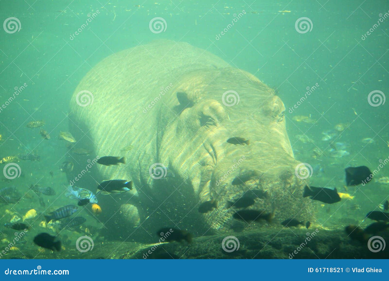 Hippopotamus underwater stock image. Image of clear, underwater - 61718521