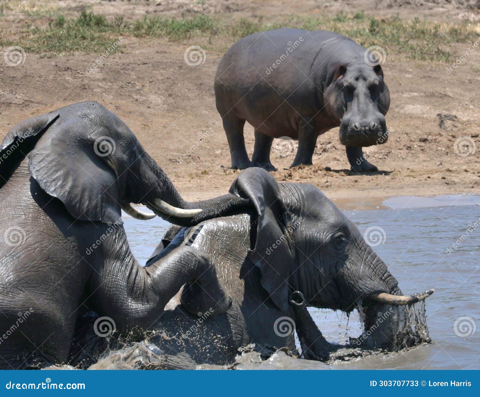 Hippopotamus Very Upset with Elephants in His Dam Stock Image - Image ...