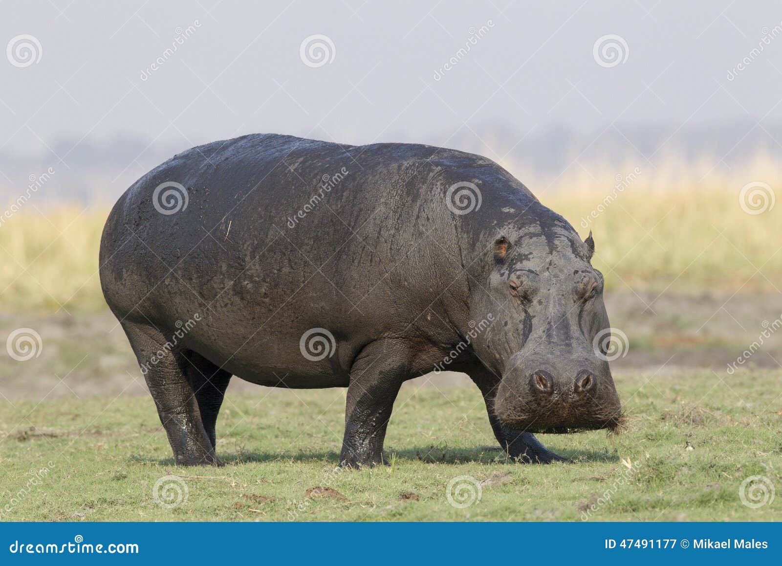 Hippopotamus Walking Out of the River Stock Image - Image of botswana ...