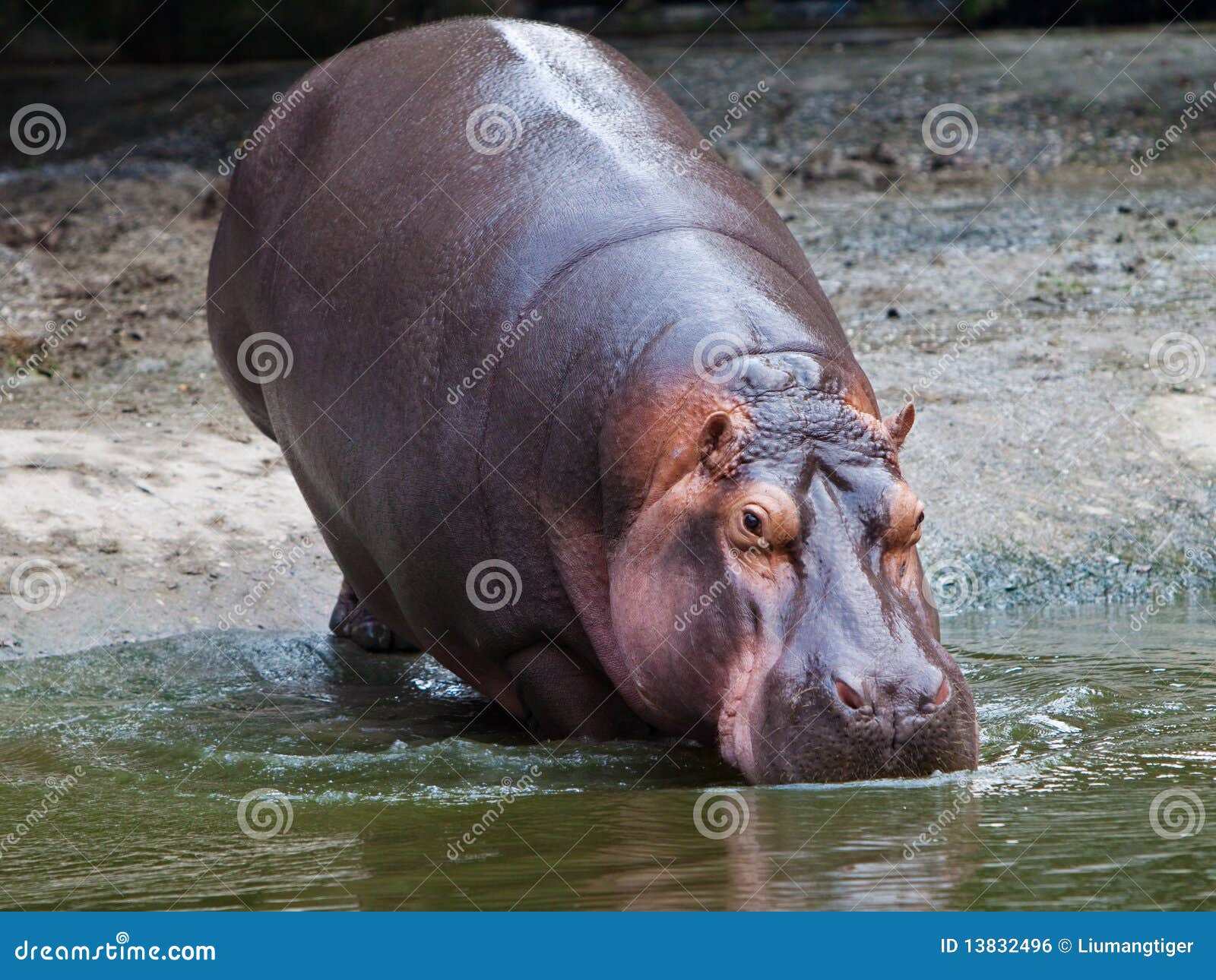 Fattest Hippo In The World