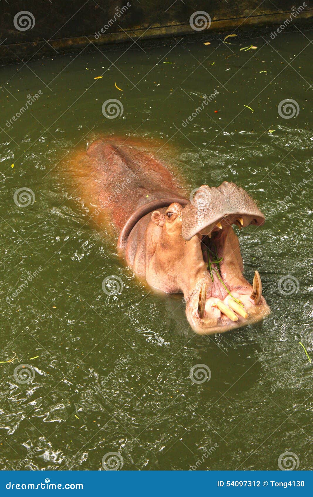 Hippopotamus want eat. stock photo. Image of cute, hippopotamus - 54097312