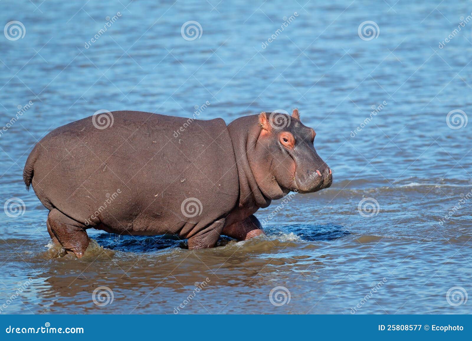 Hippopotamus In Water Royalty Free Stock Photography - Image: 25808577