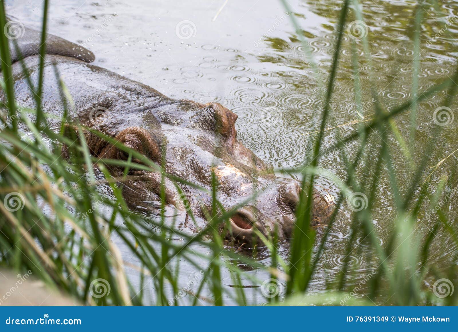 Hippopotamus,water stock image. Image of bone, natural - 76391349