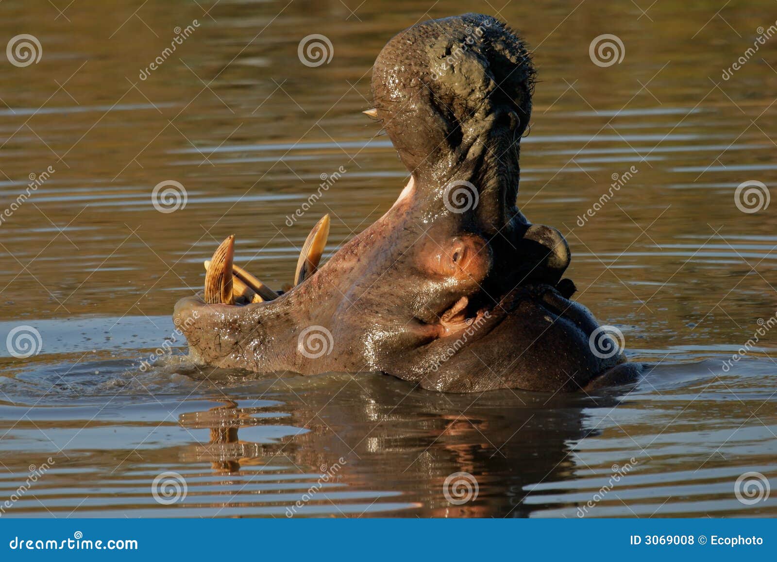 Hippopotamus yawning stock photo. Image of south, african - 3069008