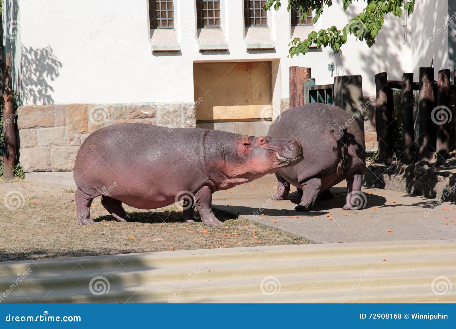 Hippopotamus in the zoo stock photo. Image of natural - 72908168