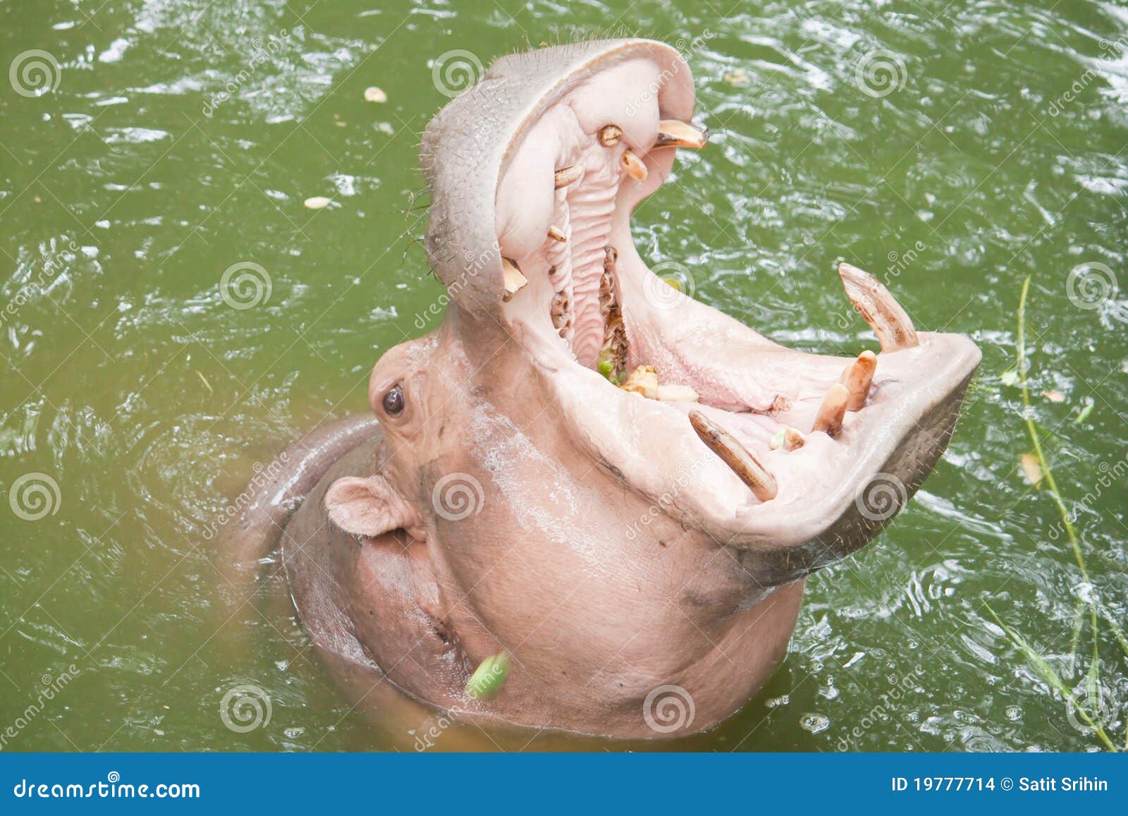 Hippopotamuses stock photo. Image of natural, head, body - 19777714