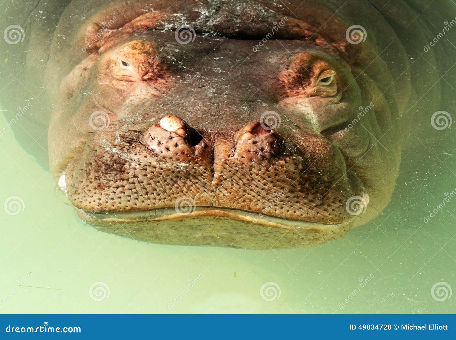 Hippopotomus stock photo. Image of huge, close, hippopotomus - 49034720