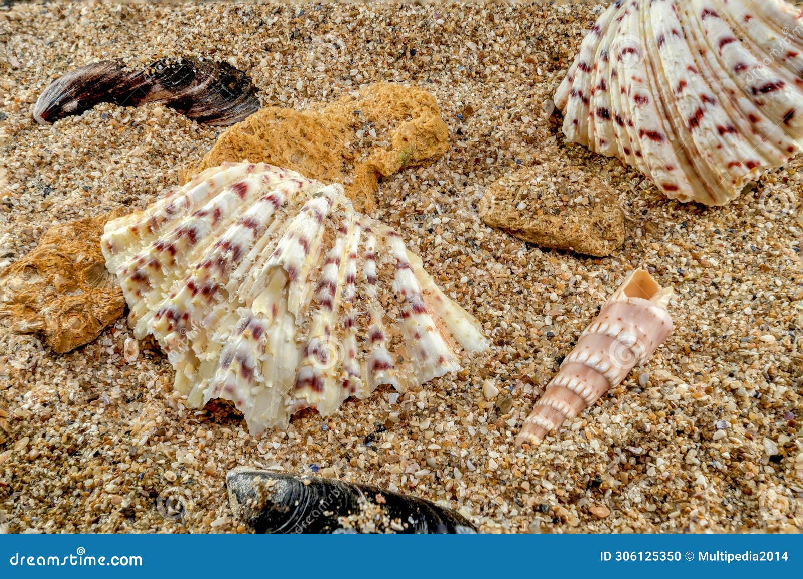 Hippopus Sea Shell on the Sand Stock Photo - Image of conch, mollusk ...