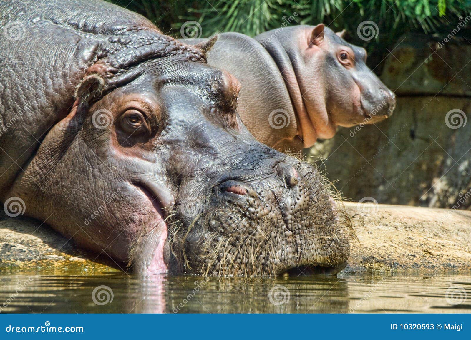Hippos stock image. Image of pond, closeup, mammals, wild - 10320593