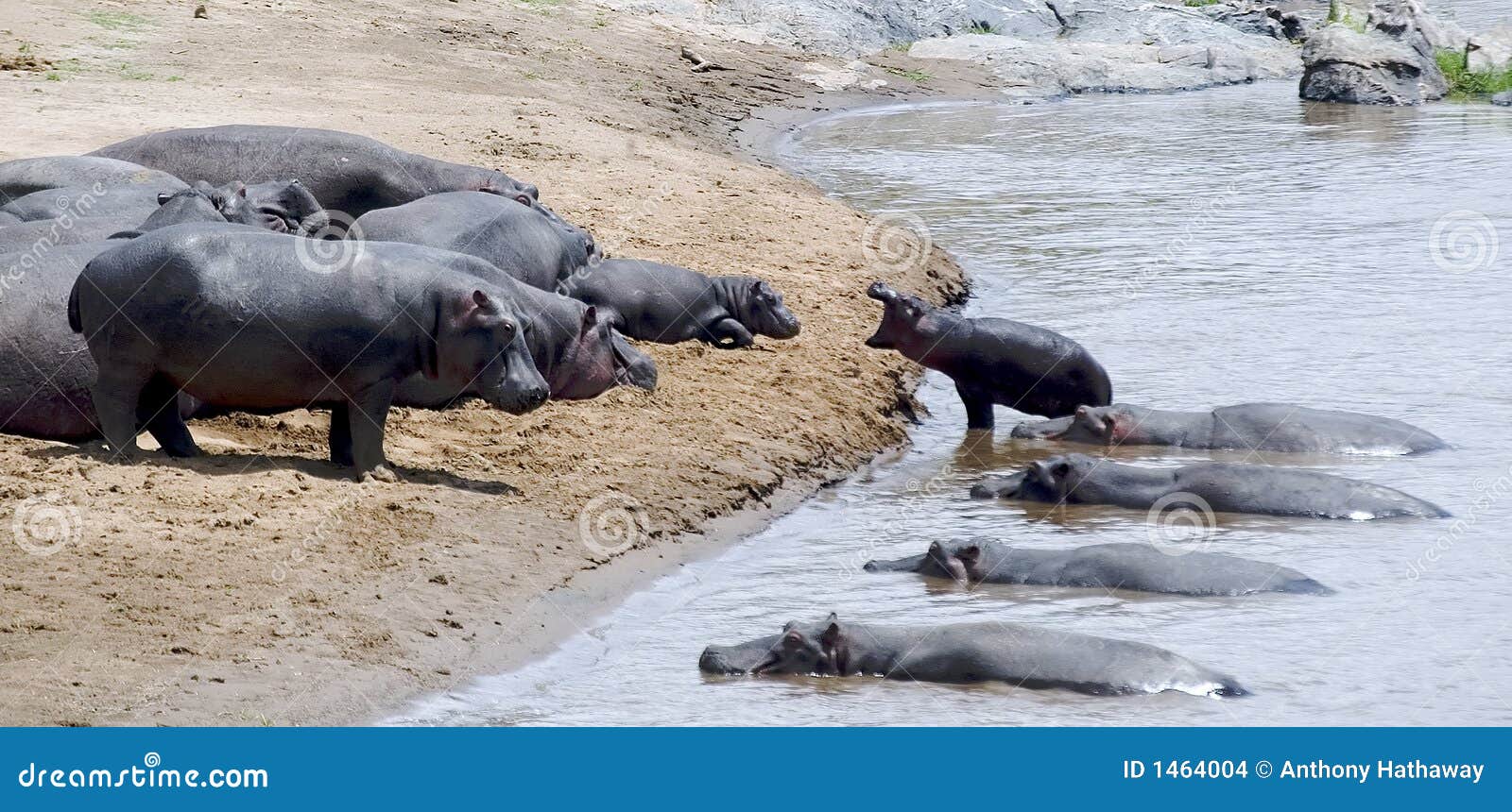 Hippos Stock Image | CartoonDealer.com #44453509