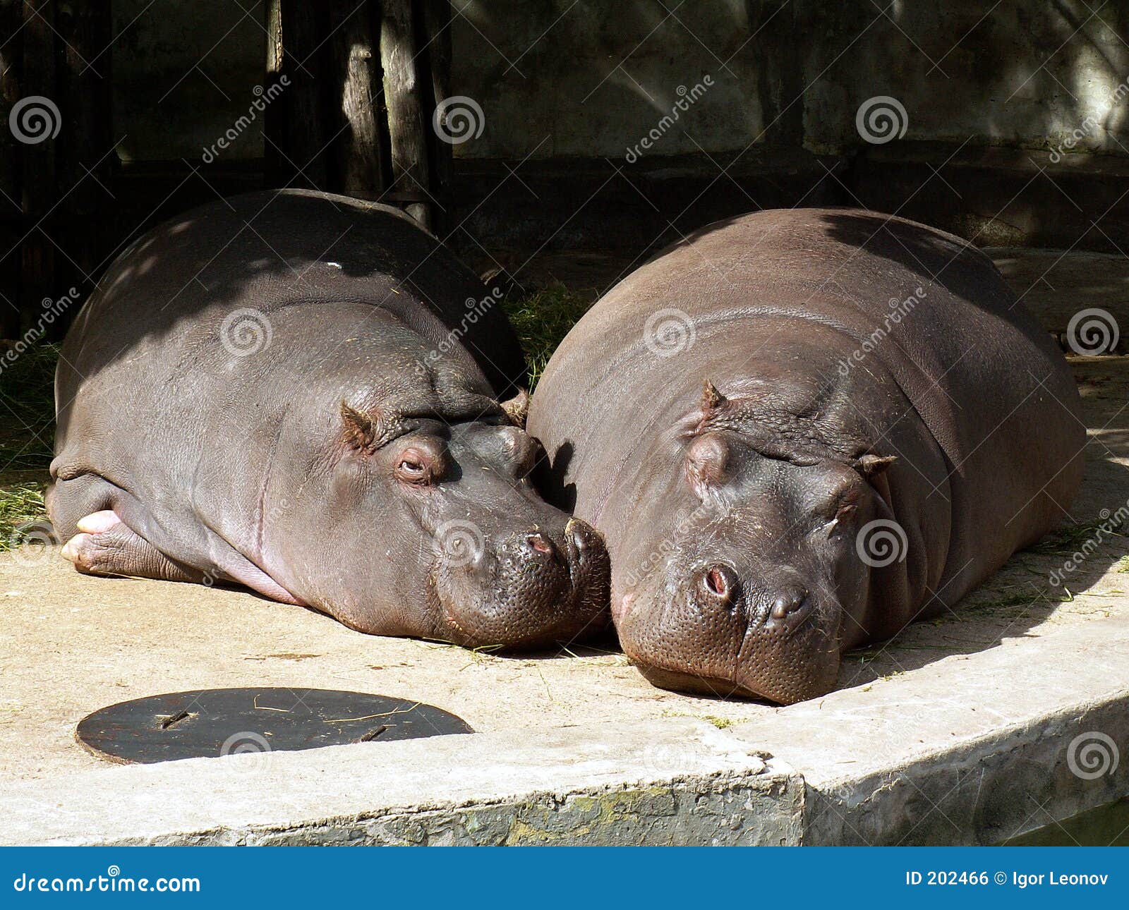 Hippos stock photo. Image of hippopotamus, hippo, river - 202466