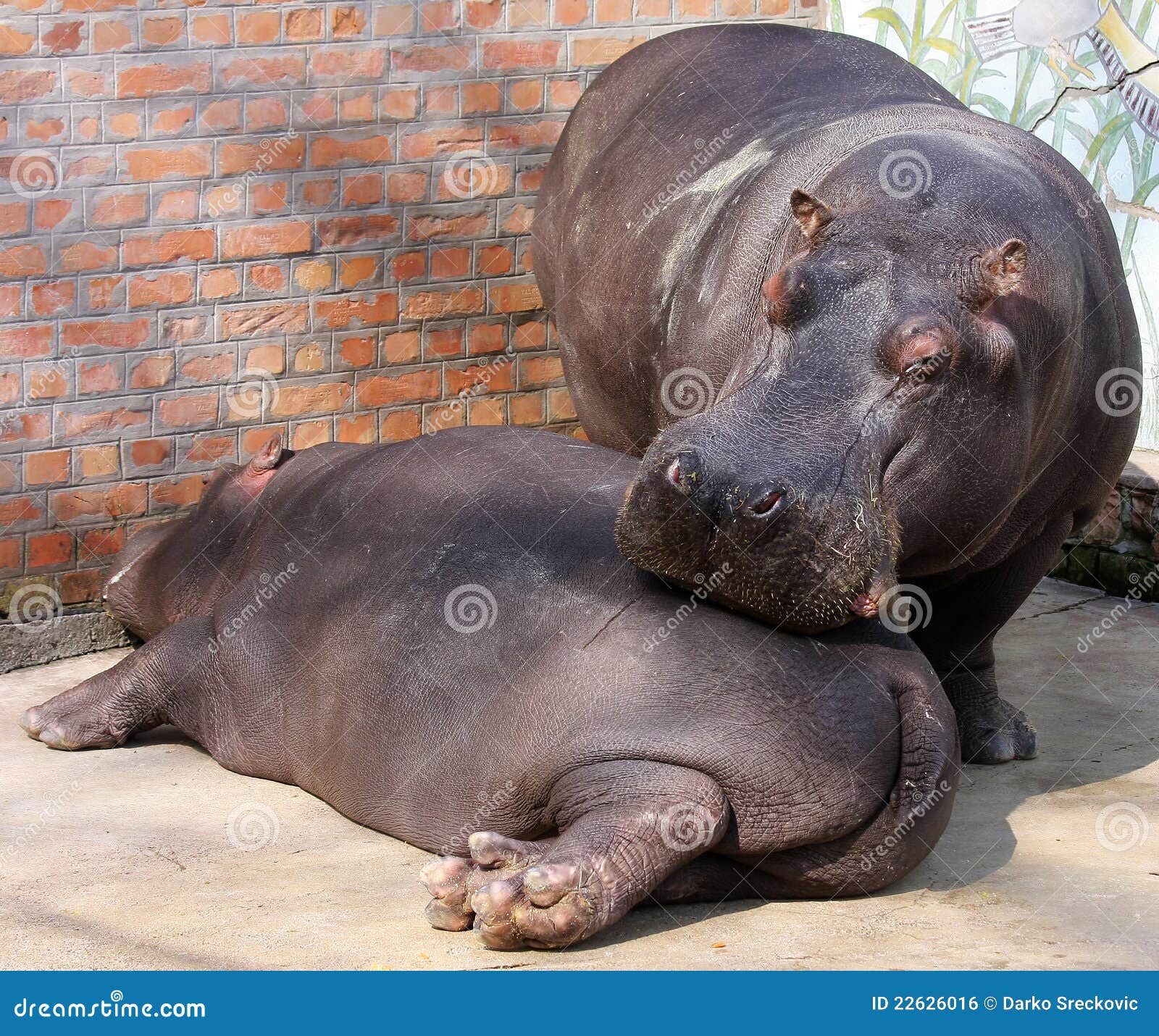 Hippos stock photo. Image of hairless, mammal, warns - 22626016