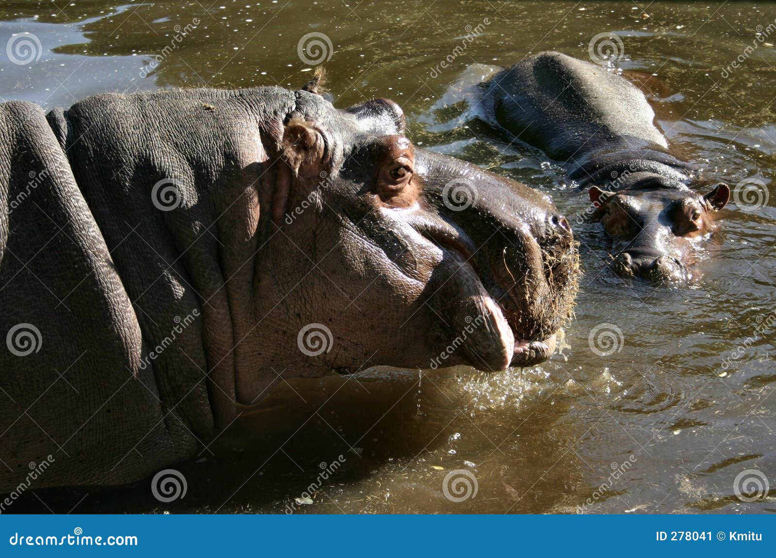 Hippos stock image. Image of conservation, ears, hide, animals - 278041