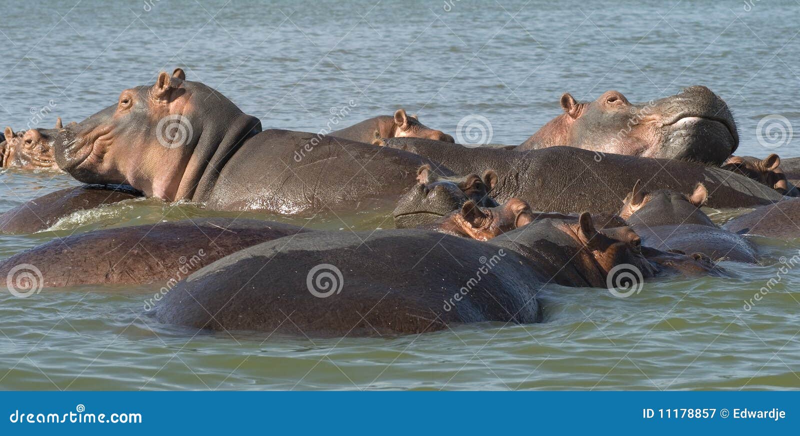 Hippos 3 stock image. Image of travel, wildlife, ethiopia - 11178857