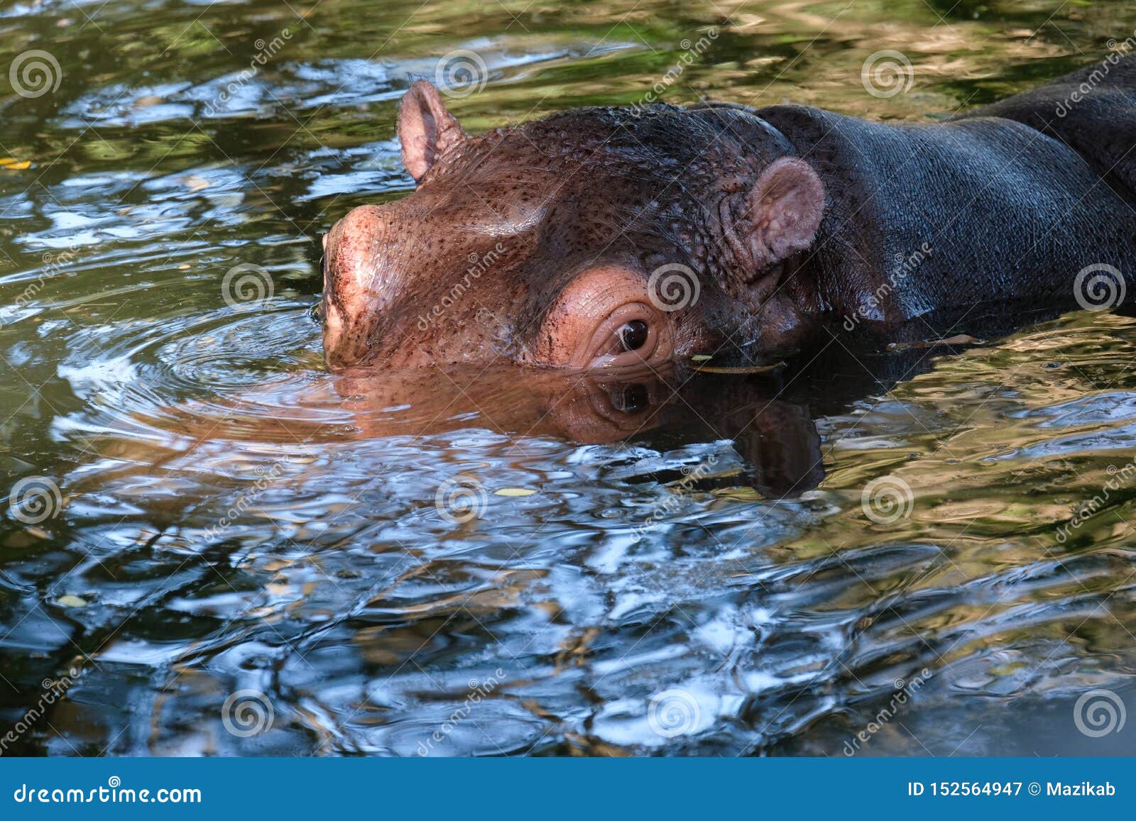 Hippopotamus stock image. Image of outdoor, hippo, mammal - 152564947