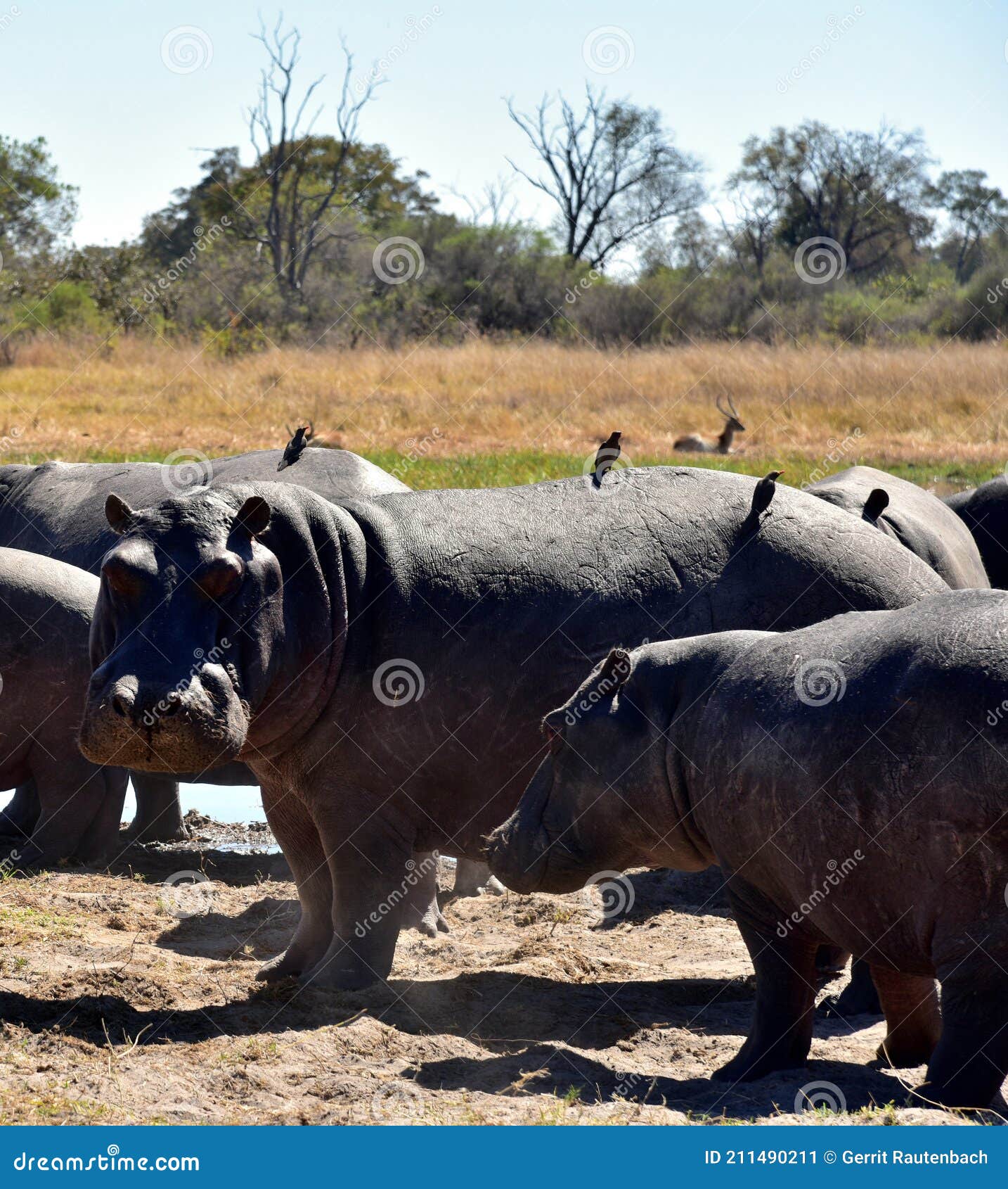 Hippos Baking in the Sun after a Mud Bath Stock Image - Image of ...