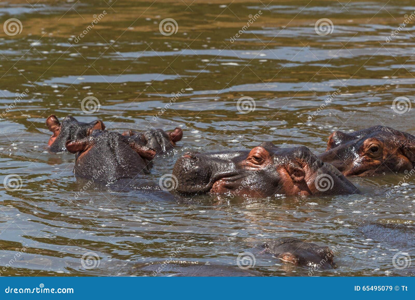 Hippos bathing stock image. Image of hippo, national - 65495079