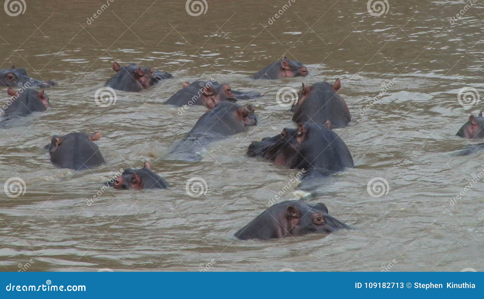 Hippos Congregating in a Hippo Pool Stock Video - Video of animals ...