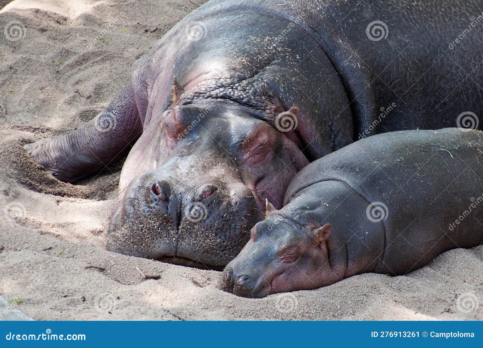 Hippos Family is Sleeping on the Sand Stock Image - Image of group ...