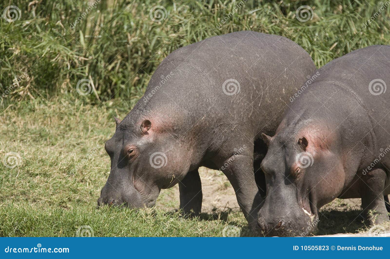 Hippos Feeding on Grass stock image. Image of glide, creature - 10505823