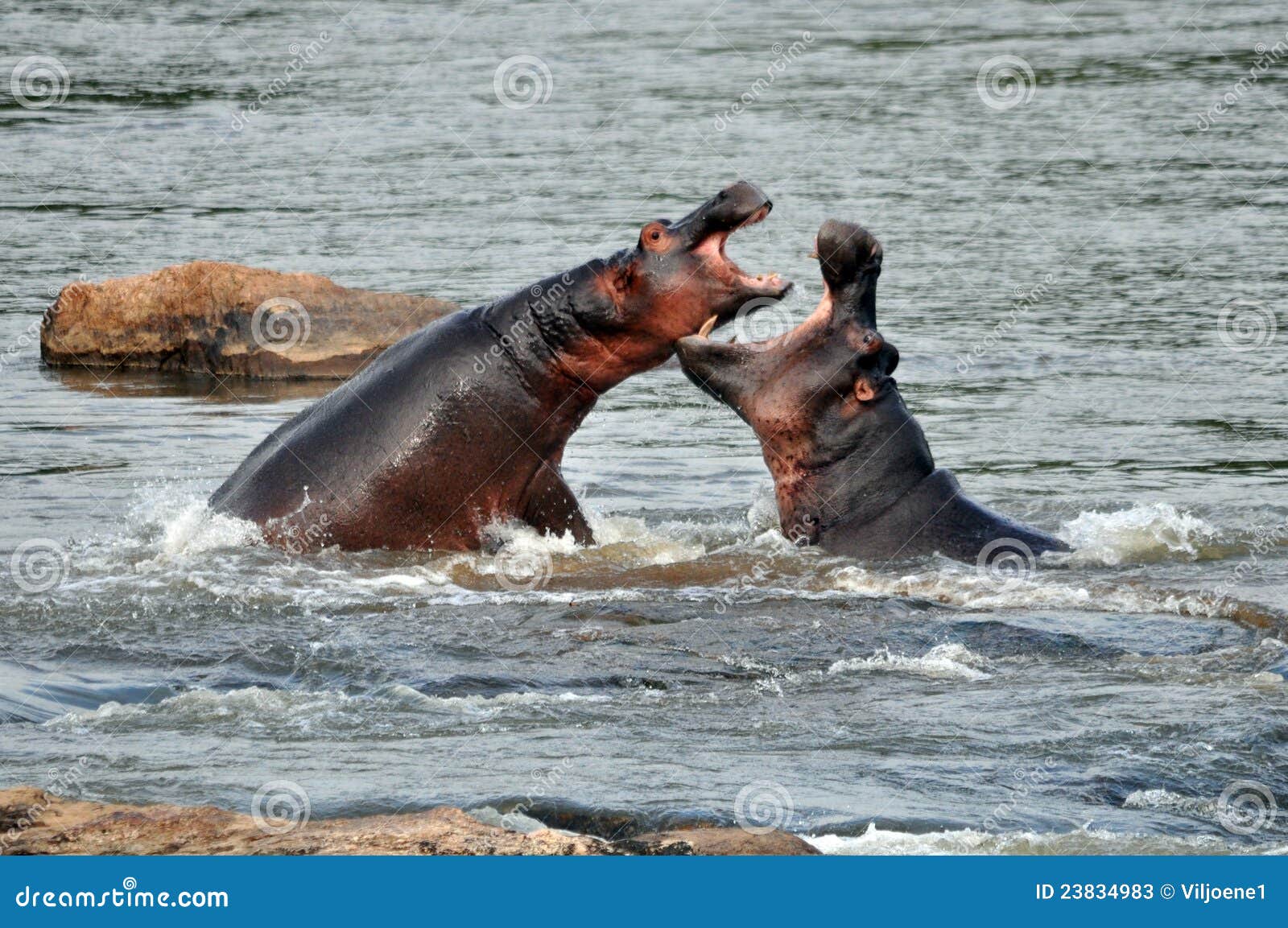 Hippos fighting stock image. Image of mouth, nature, animals - 23834983