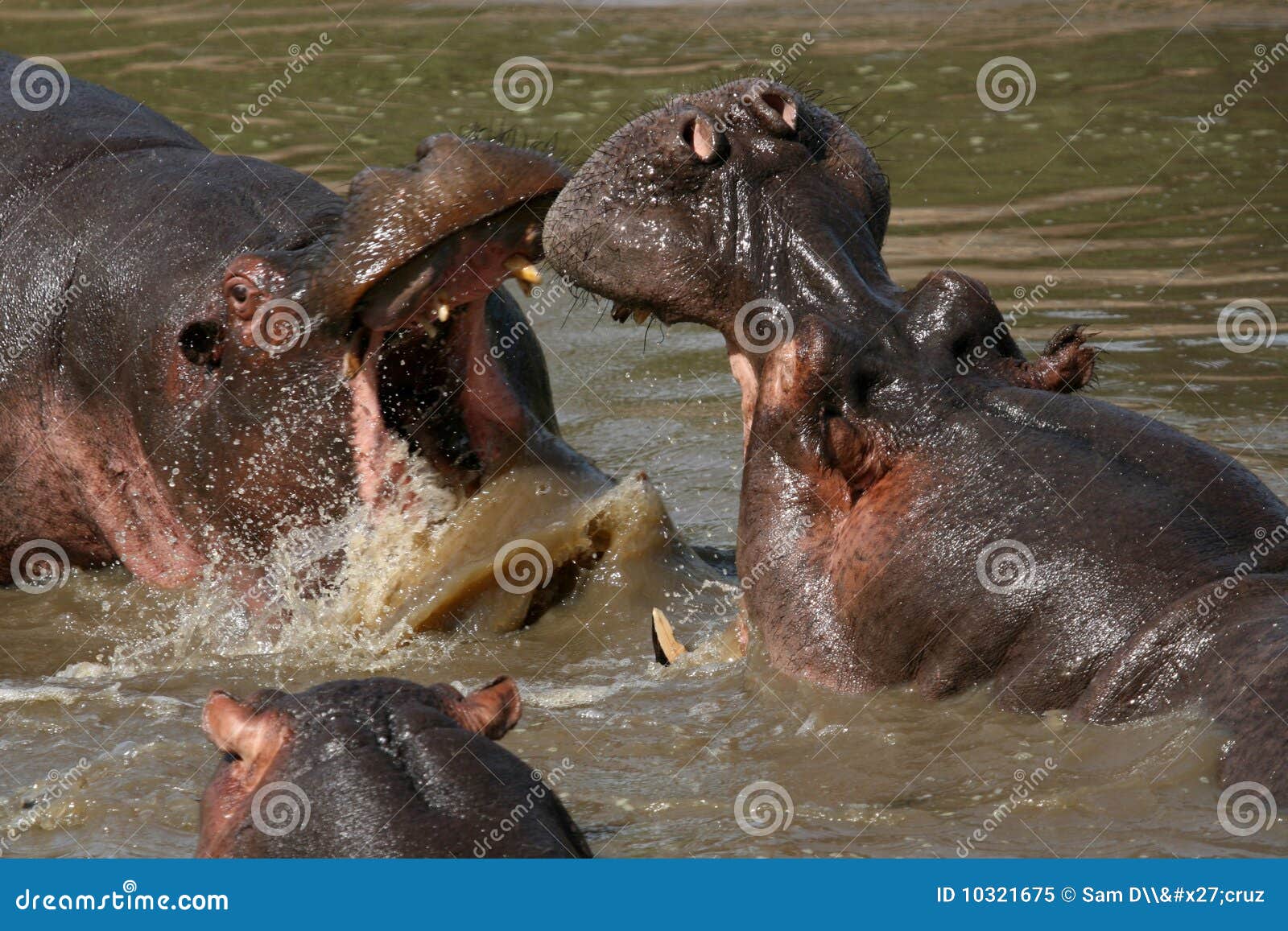 Hippos Fighting in Africa stock image. Image of danger - 10321675