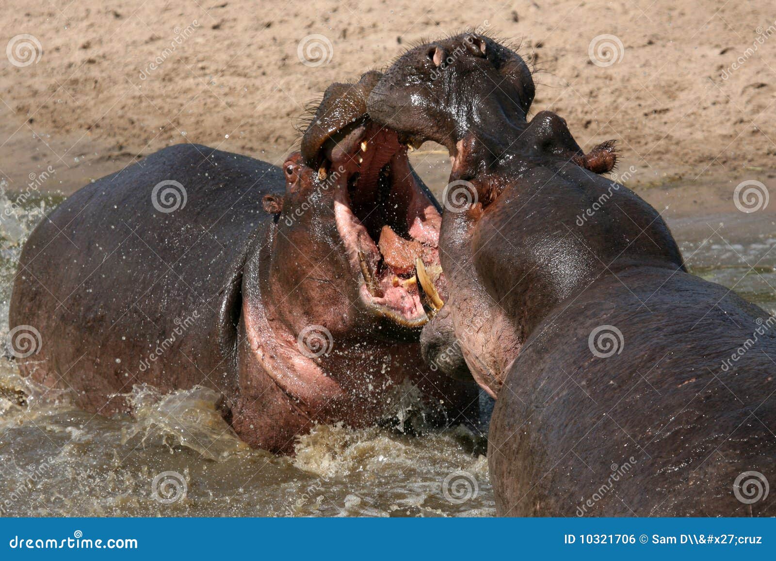 Hippos Fighting in Africa stock photo. Image of herbivorous - 10321706