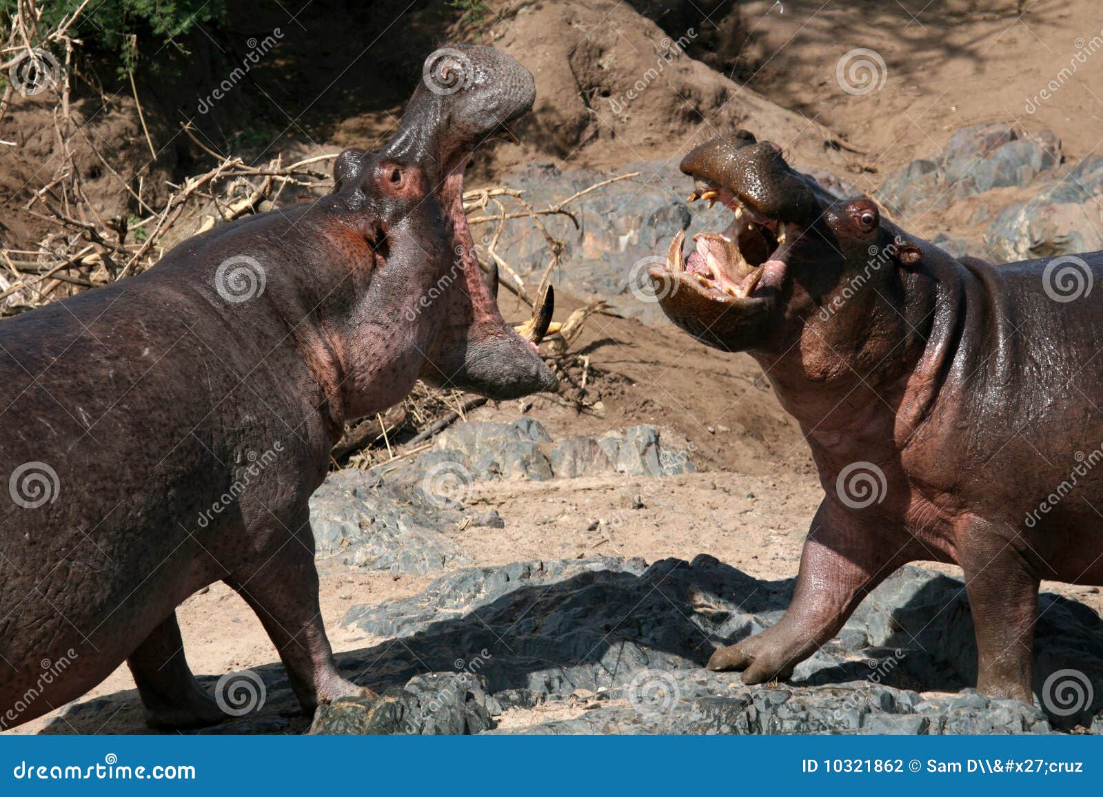 Hippos Fighting in Africa stock photo. Image of conservation - 10321862