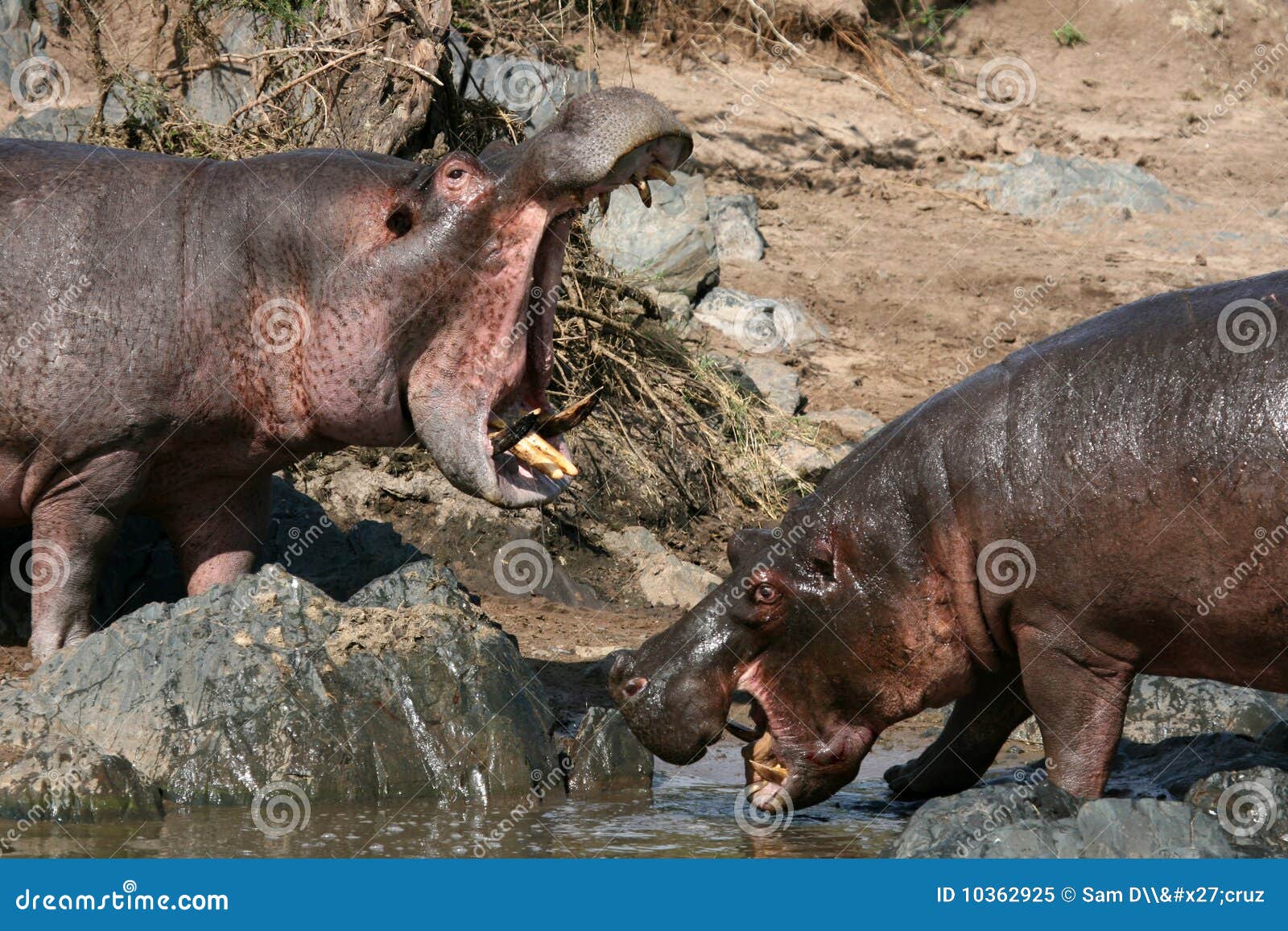 Hippos Fighting in Africa stock image. Image of game - 10362925