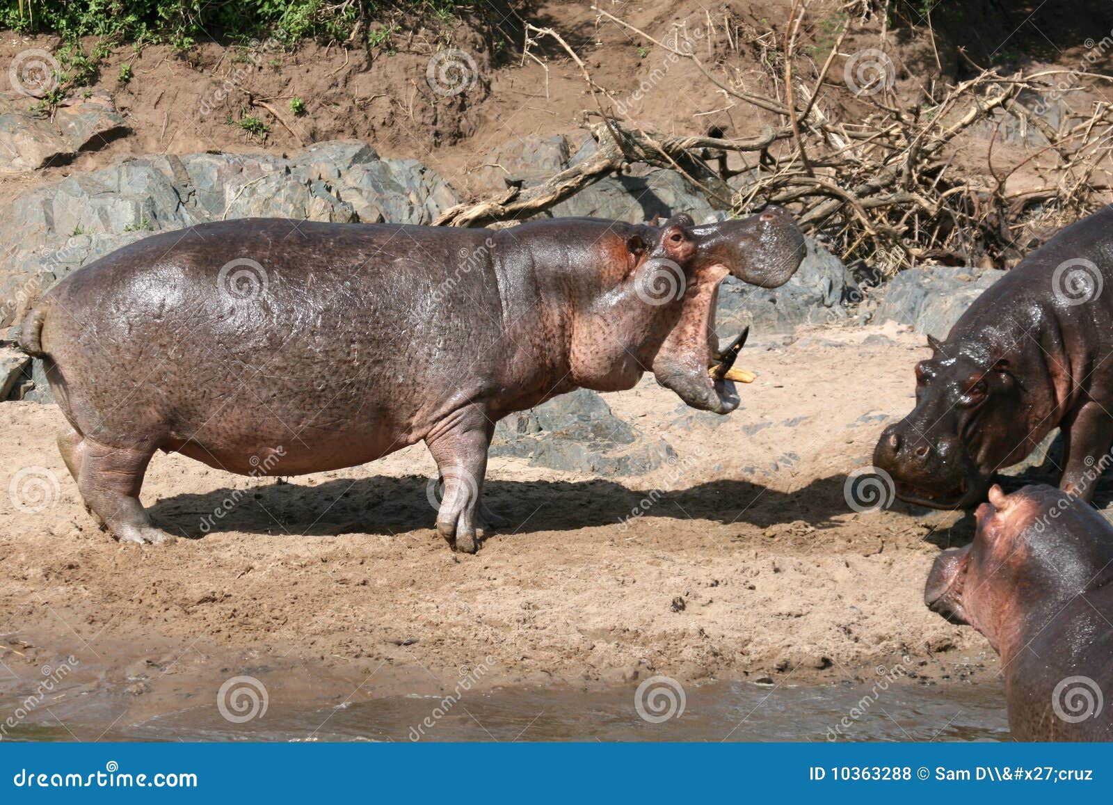 Hippos Fighting in Africa stock photo. Image of conservation - 10363288