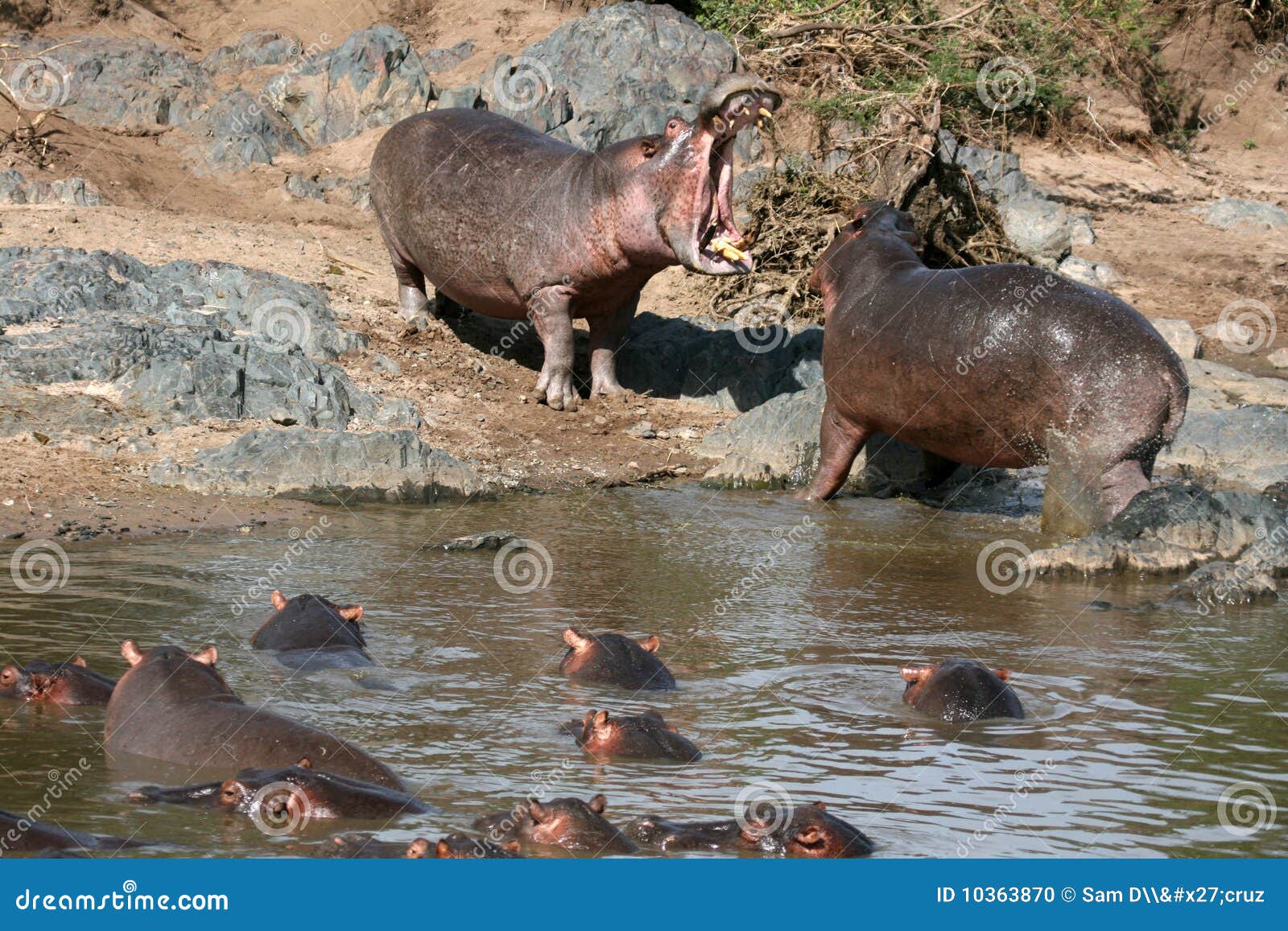 Hippos Fighting in Africa stock photo. Image of herbivorous - 10363870