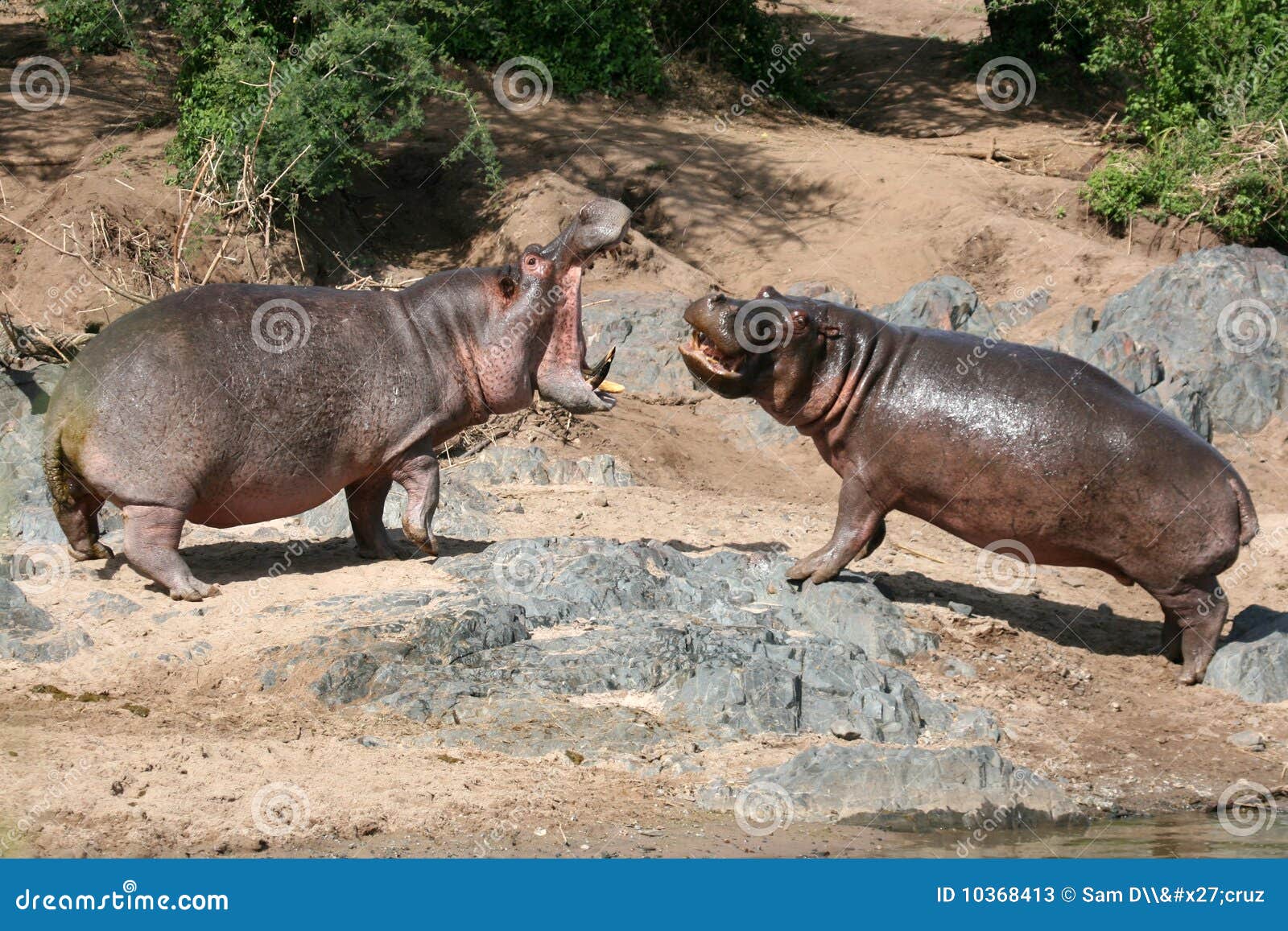 Hippos Fighting in Africa stock image. Image of dominance - 10368413