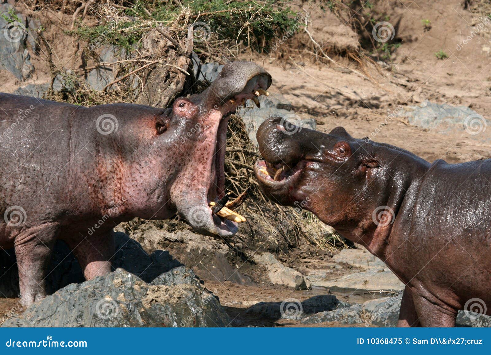 Hippos Fighting in Africa stock image. Image of danger - 10368475