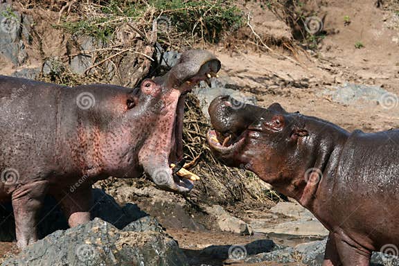 Hippos Fighting in Africa stock image. Image of danger - 10368475
