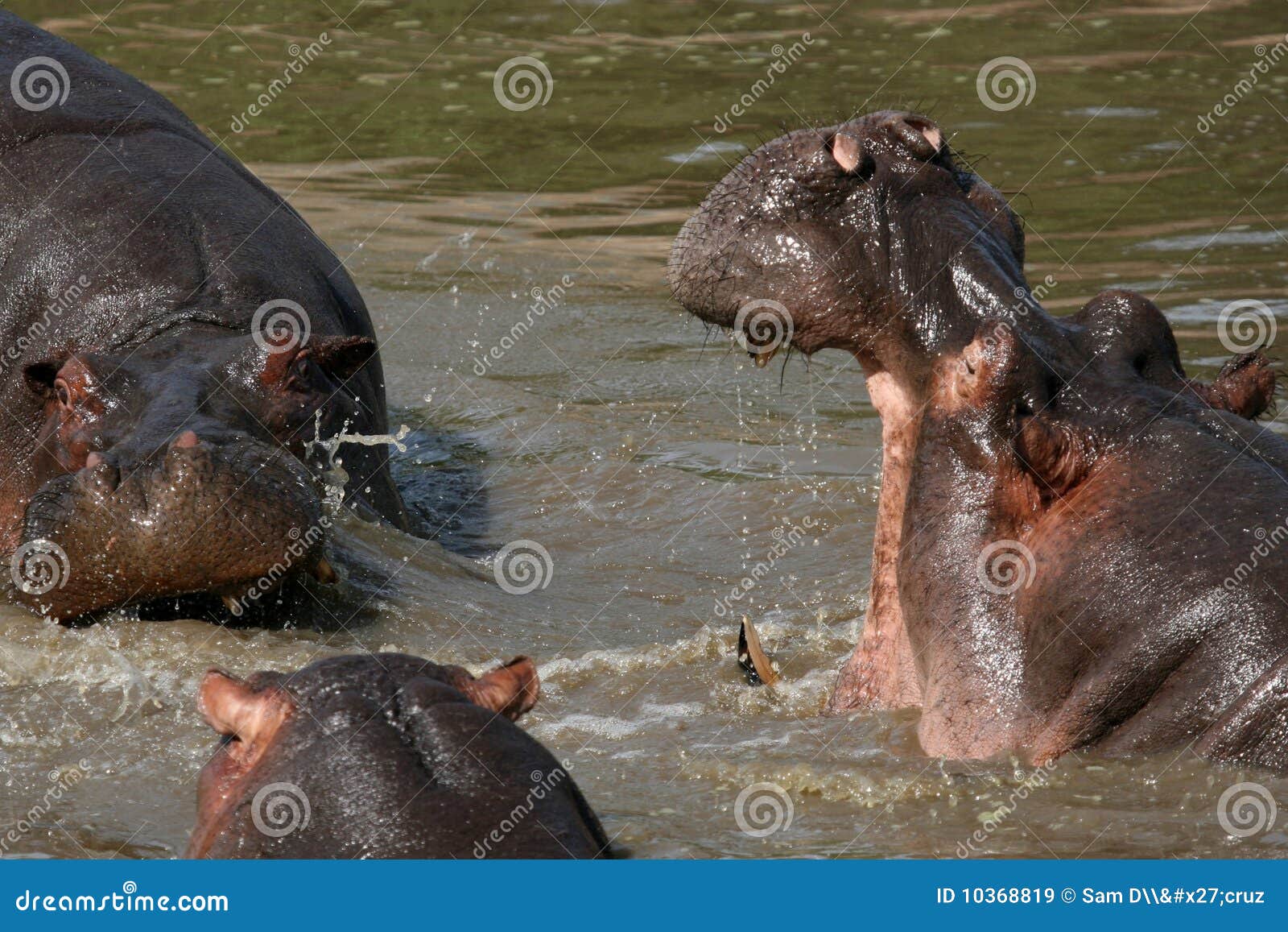 Hippos Fighting in Africa stock image. Image of attacking - 10368819