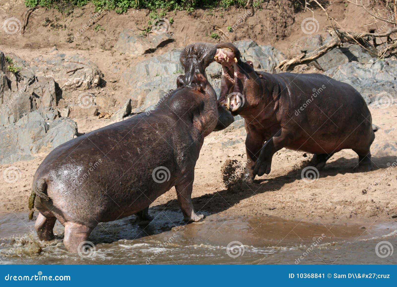 Animals Fighting For Water