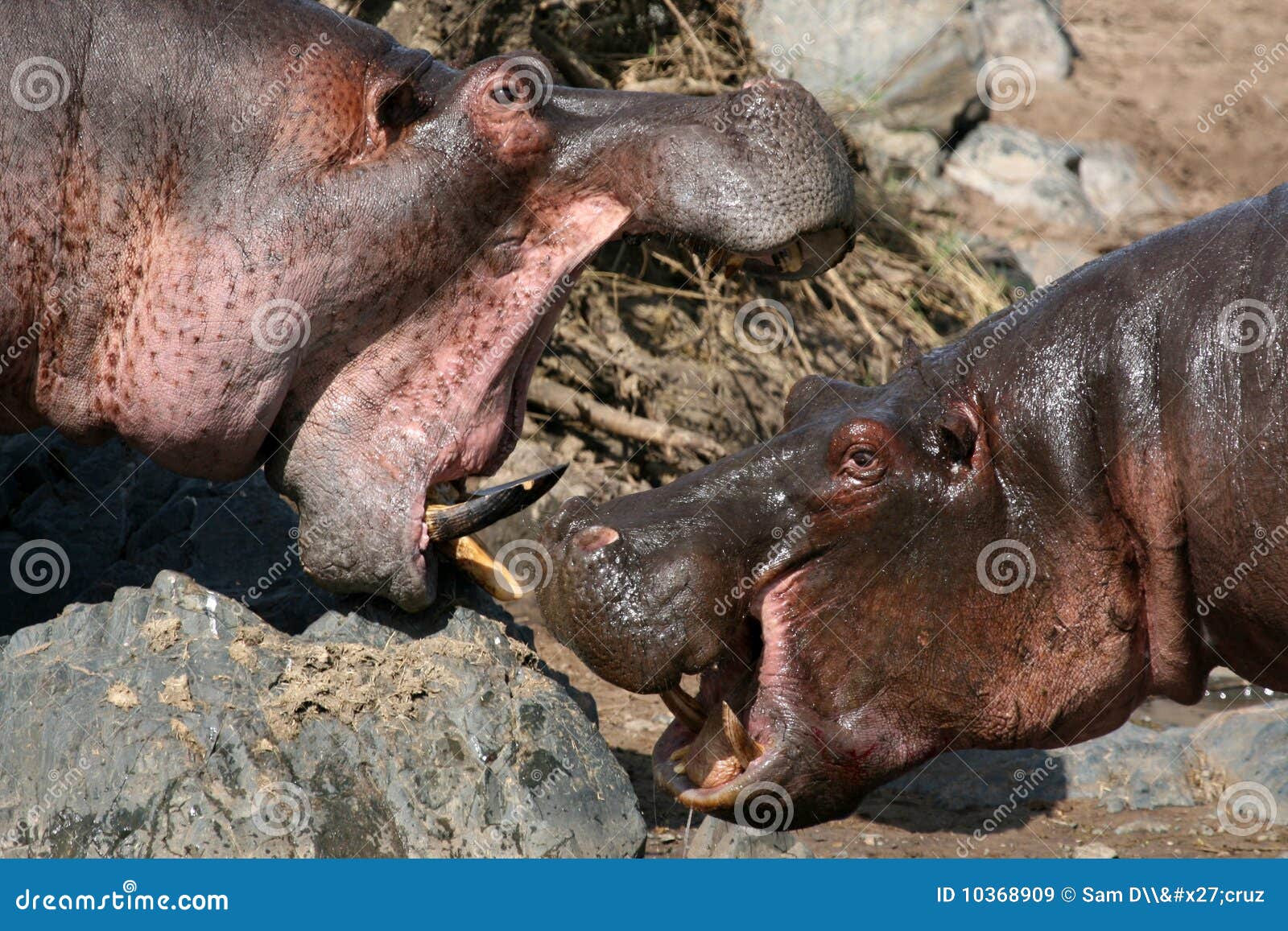 Hippos Fighting in Africa stock image. Image of herbivore - 10368909