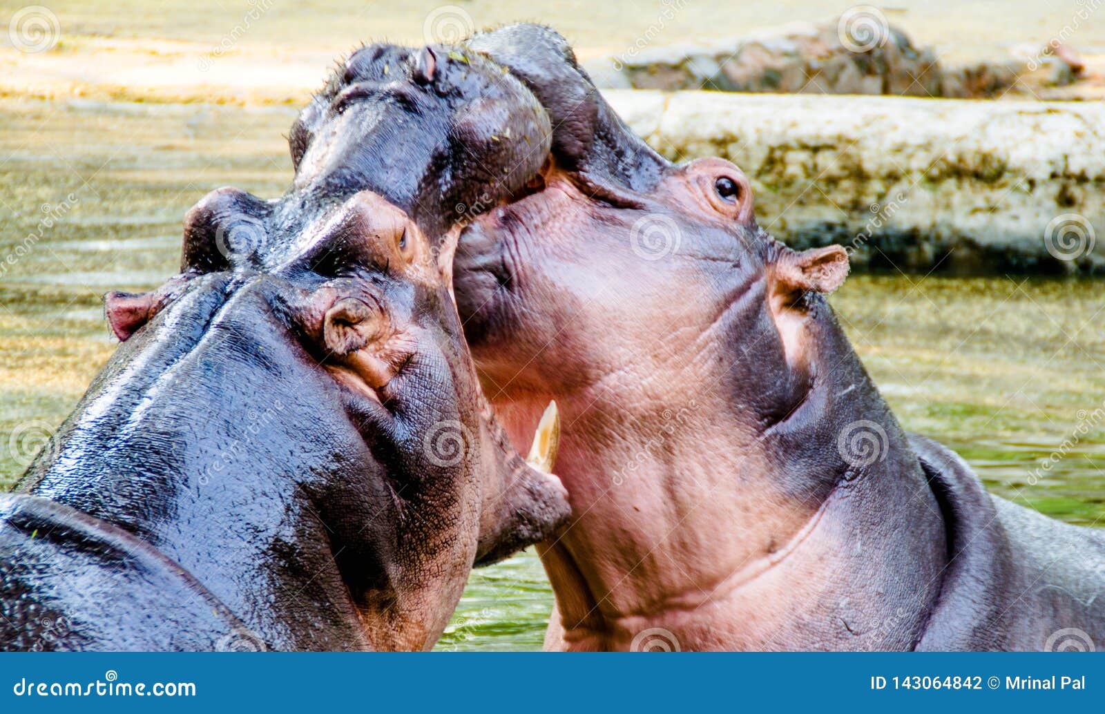 Hippo fight! stock photo. Image of animal, portrait - 143064842
