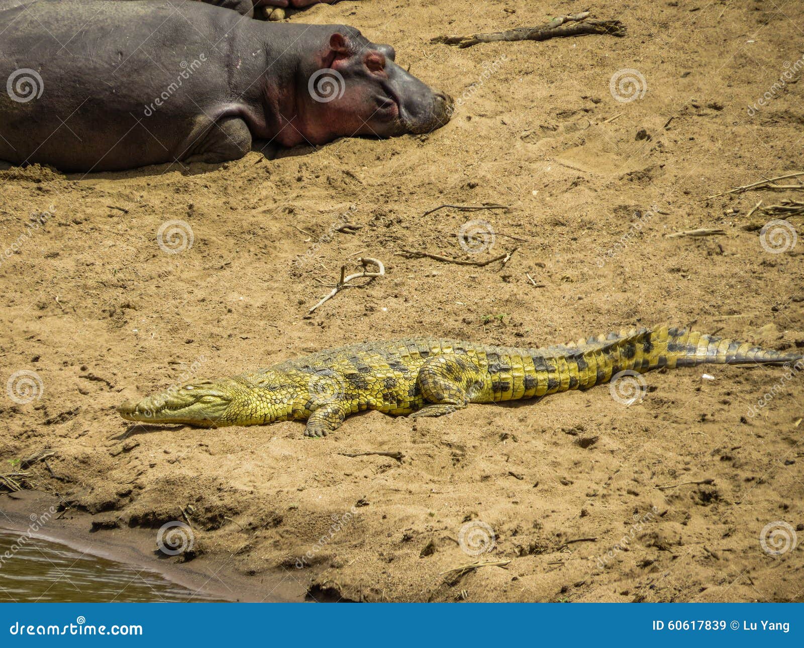 Crocodile Bathing In Sun At Greater St. Lucia Wetland Park World ...