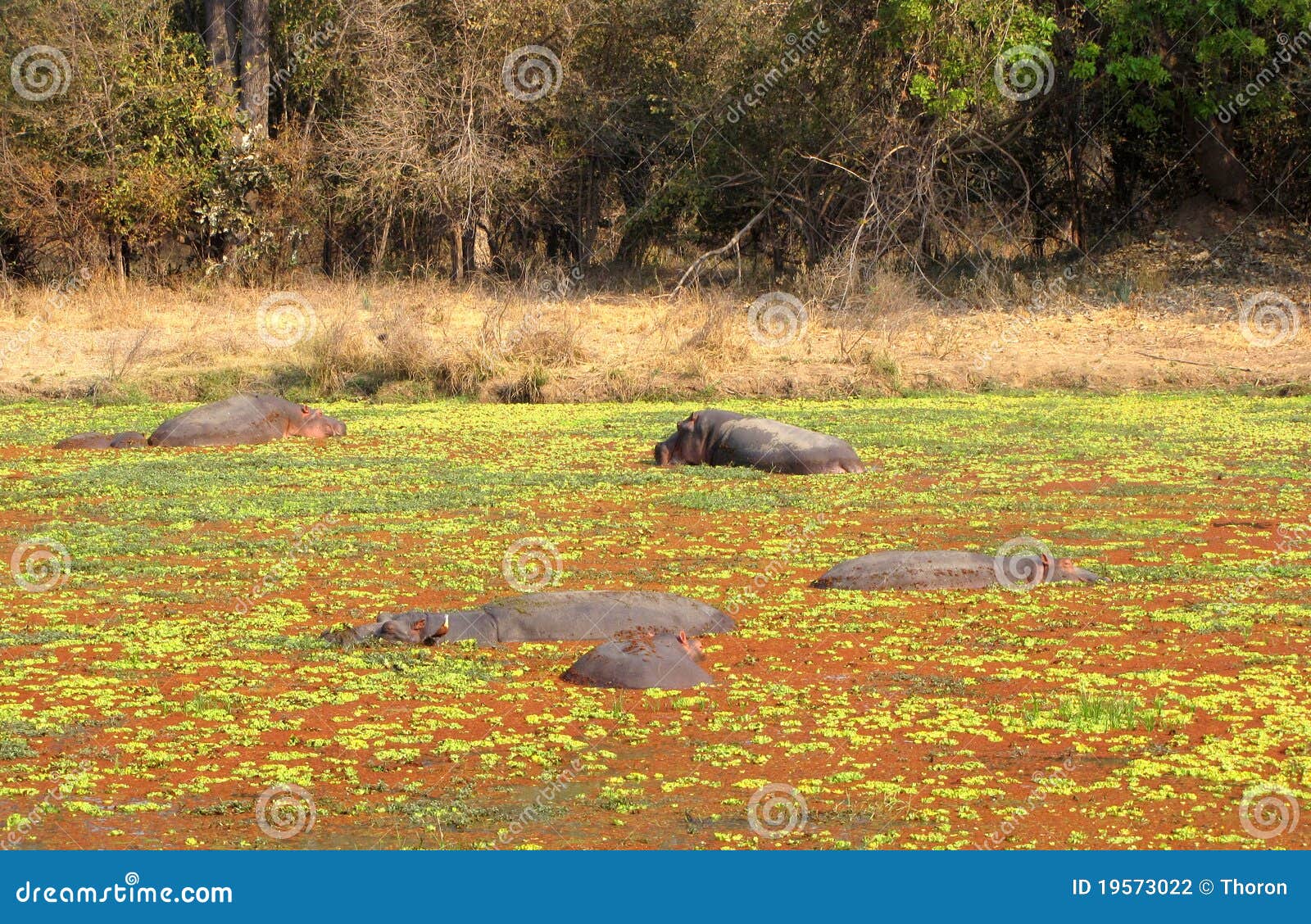 Hippos in a pond stock photo. Image of park, south, grass - 19573022