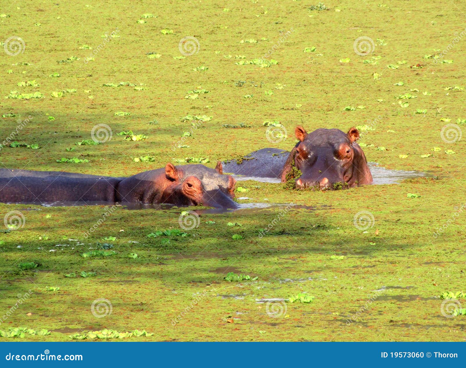 Hippos in a pond stock photo. Image of nature, green - 19573060