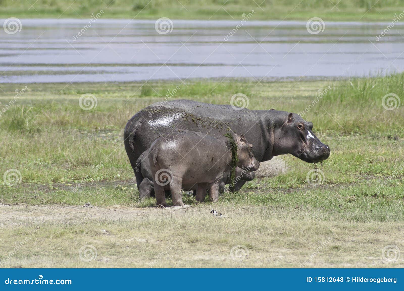 Hippos resting stock photo. Image of hippo, standing - 15812648